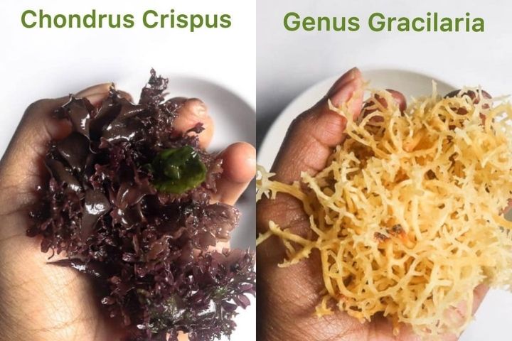 Sea Moss vs Irish Moss – Organics Nature