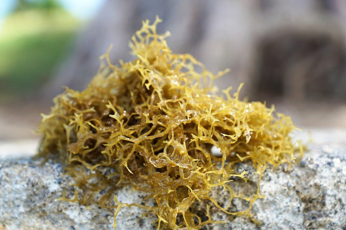 Eating Sea Moss Raw: Fresh or Dried, But Do it Right! – Organics Nature